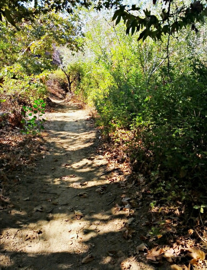 Two Trees Trail – again « gdpalmer